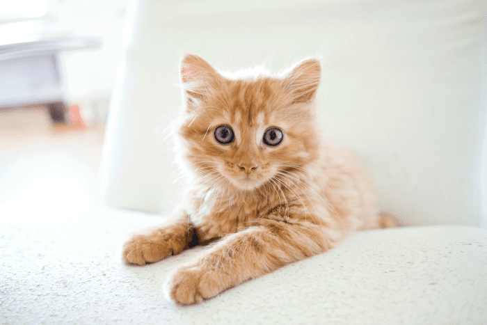 Why Is My Cat Peeing in the House? - HubPages