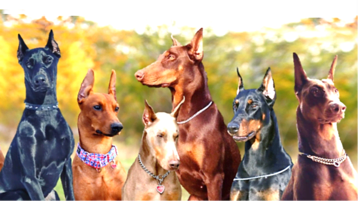Breed Information and Types of Doberman Pinschers - HubPages