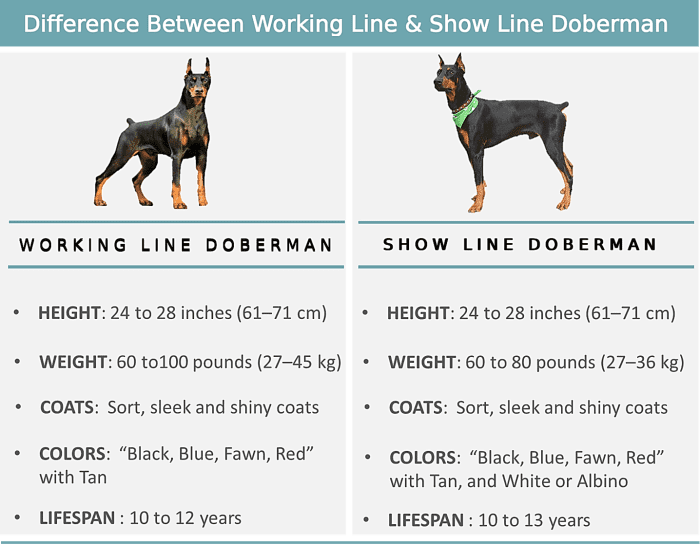 Breed Information and Types of Doberman Pinschers - HubPages