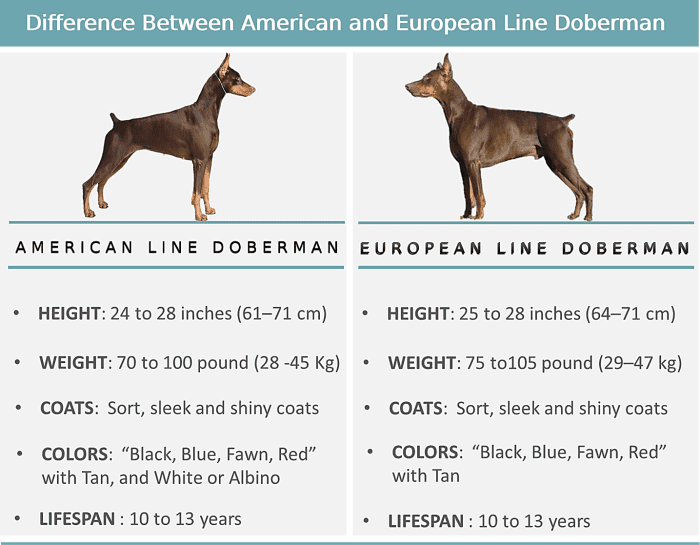 Breed Information and Types of Doberman Pinschers - PetHelpful