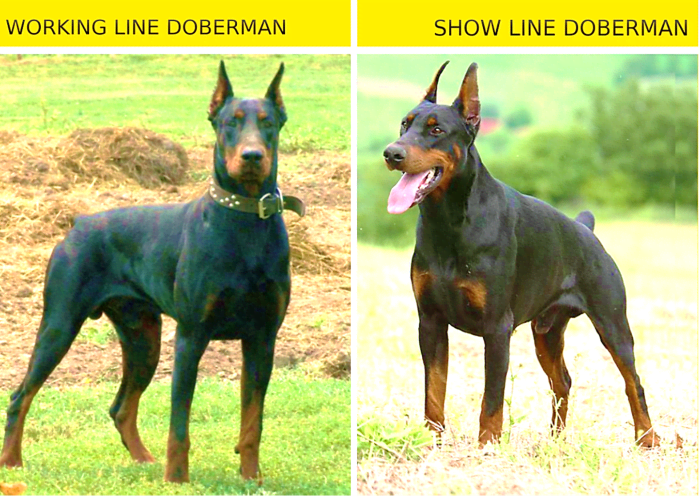 Breed Information and Types of Doberman Pinschers - HubPages