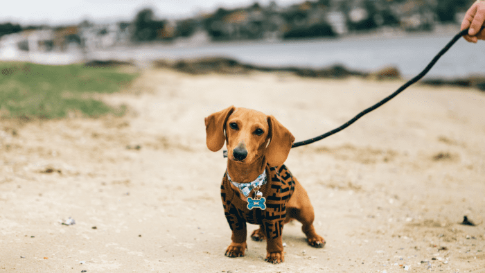 300+ Dachshund Name Ideas for Your Wiener Dog - HubPages