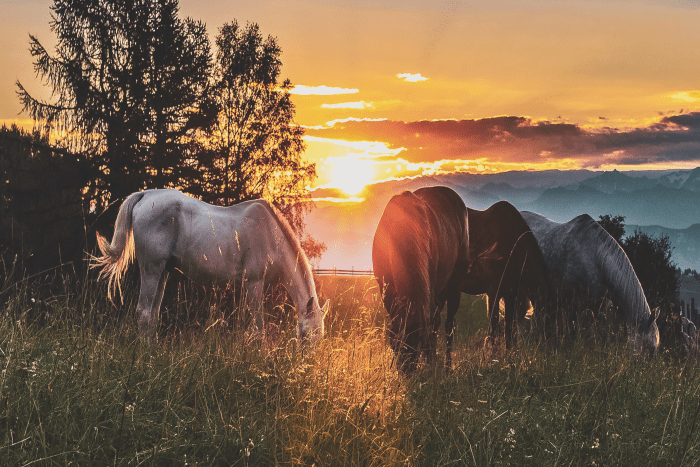 Where to Find Free and Cheap Horses for Adoption - HubPages
