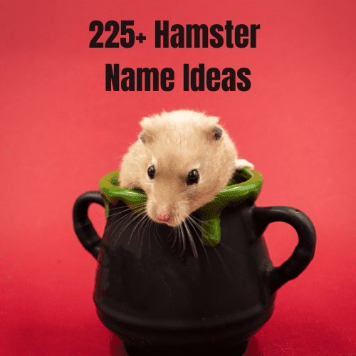 225+ Hamster Name Ideas - HubPages