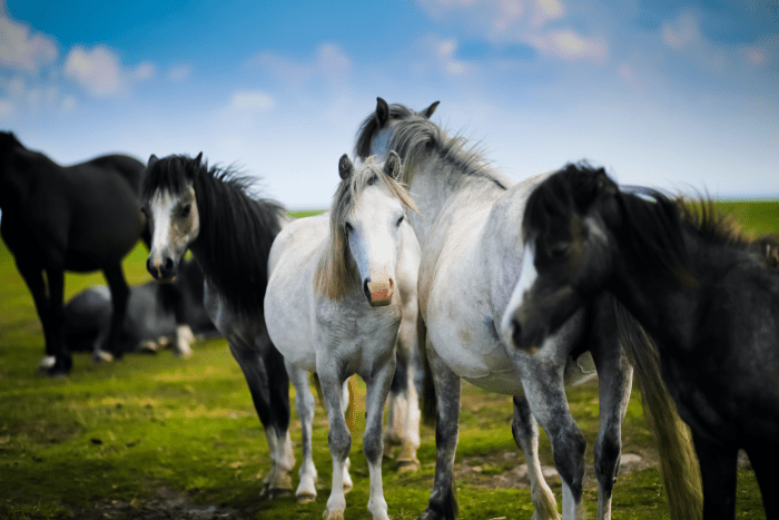 Social Behaviors of Wild and Domestic Horses - PetHelpful