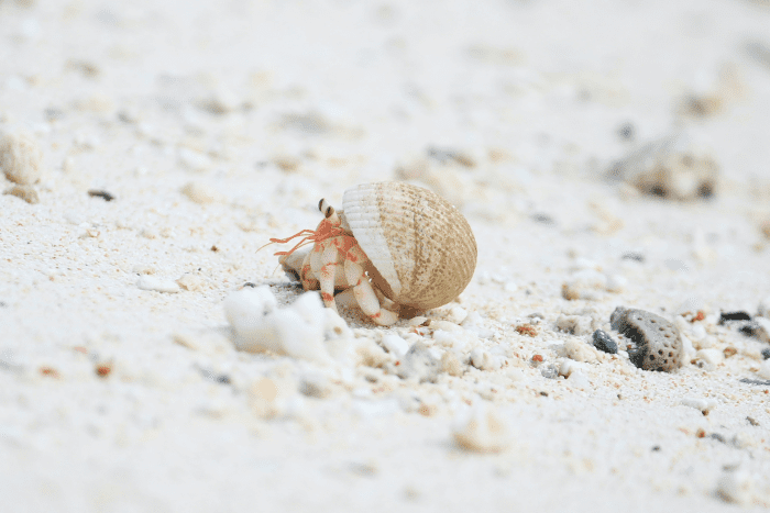 100+ Great Ideas for Hermit Crab Names (From Bubbles to Wave) - HubPages