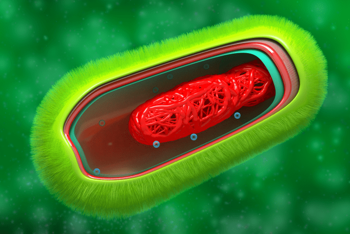 Prokaryotic Cell Structure: A Visual Guide - Owlcation