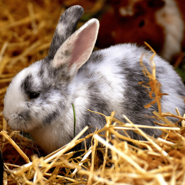 Why Rabbits Grind Their Teeth and Breathe Heavily During Sleep - HubPages