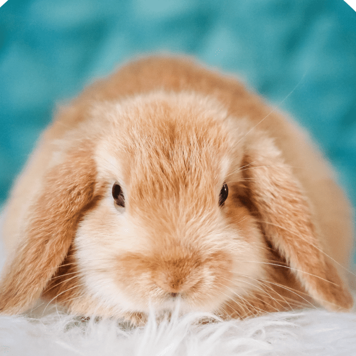 Why Rabbits Grind Their Teeth and Breathe Heavily During Sleep - HubPages