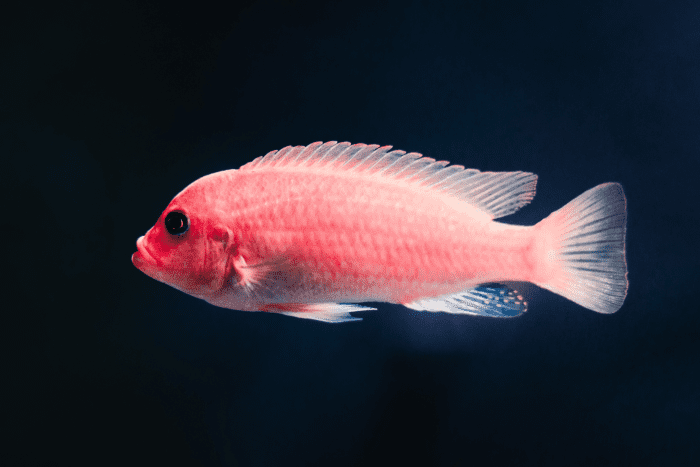Velvet Disease in Fish: Symptoms, Causes, and Remedies - HubPages