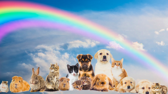 Go Over the Rainbow Bridge My Beloved - HubPages