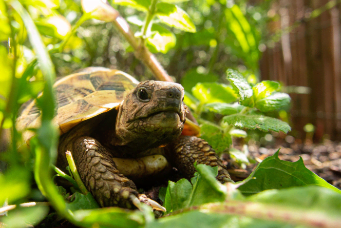 Substrates and Safe-to-Use Plants for Tortoise Enclosures - HubPages