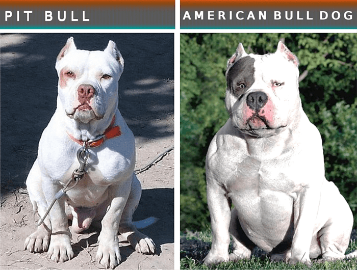15 Dog Breeds That Look Like the Pit Bull Terrier - HubPages