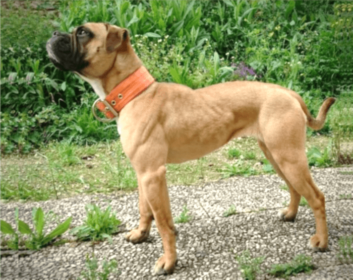 15 Dog Breeds That Look Like the Pit Bull Terrier - HubPages