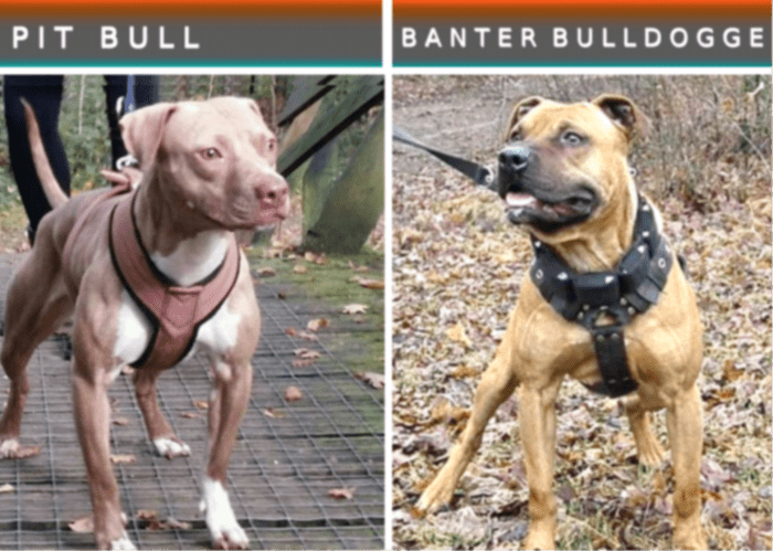 15 Dog Breeds That Look Like the Pit Bull Terrier - HubPages