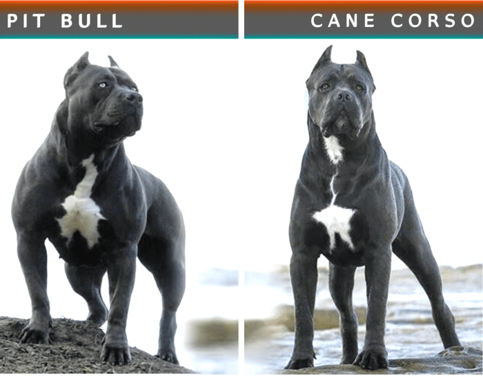 15 Dog Breeds That Look Like the Pit Bull Terrier - HubPages