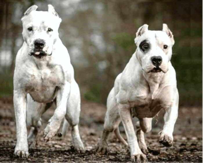 15 Dog Breeds That Look Like the Pit Bull Terrier - HubPages