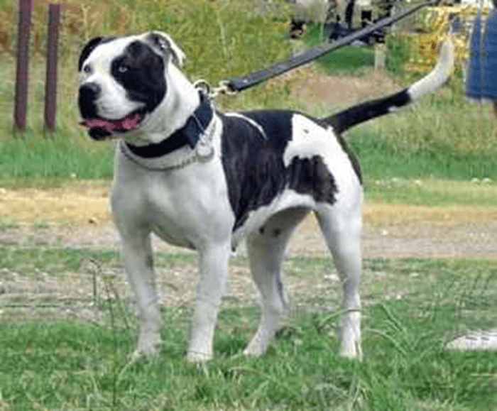15 Dog Breeds That Look Like the Pit Bull Terrier - HubPages