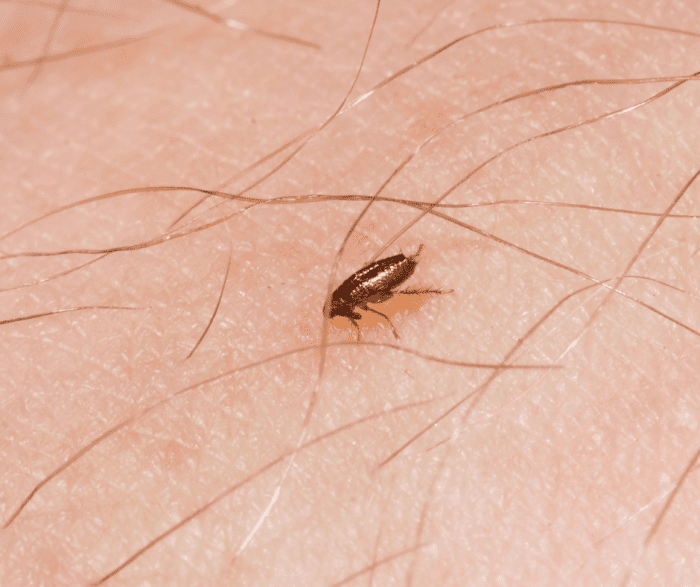 20 Facts About Fleas and Dogs You Need to Know - HubPages