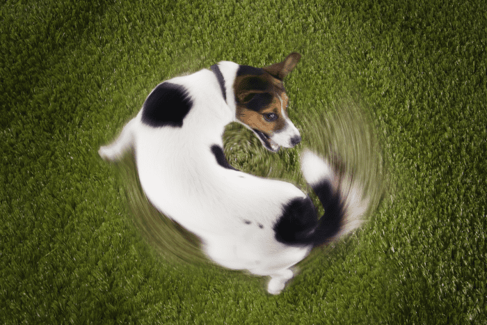 Why Does My Dog Keep Biting His Tail 14 Possible Causes PetHelpful why-does-my-dog-keep-biting-his-tail-14-possible-causes-pethelpful