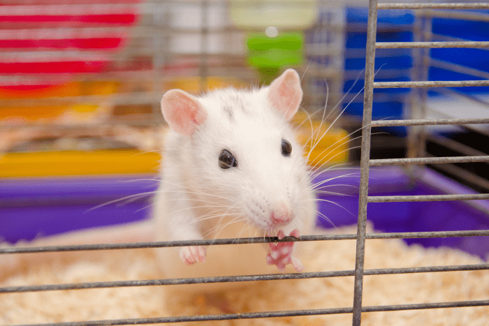 6 Things You Need to Have in Your Rat Cage - HubPages