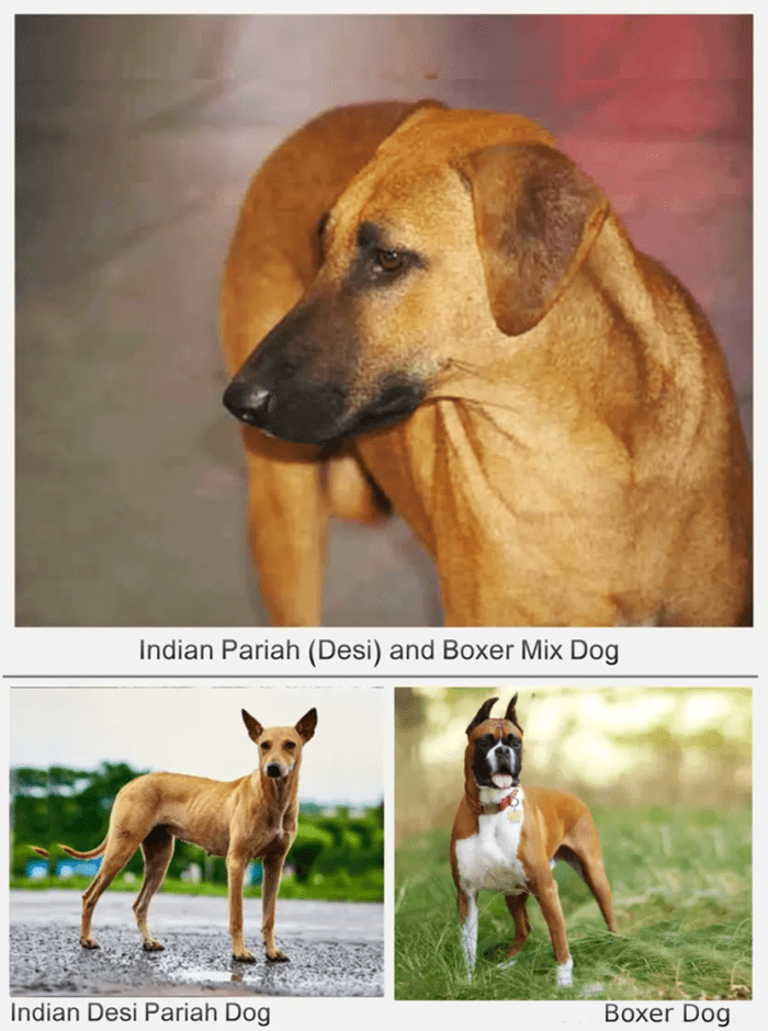 11 Popular Indie (Desi Kutta) Mixed Dog Breeds - HubPages