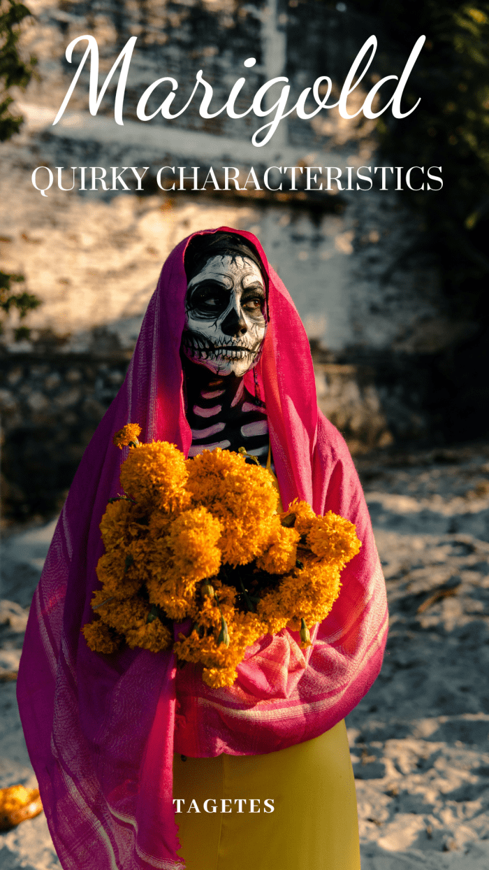 The Quirky Characteristics of Marigolds - HubPages