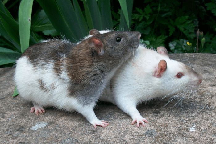 Top 10 Reasons to Have Rats as Pets - PetHelpful