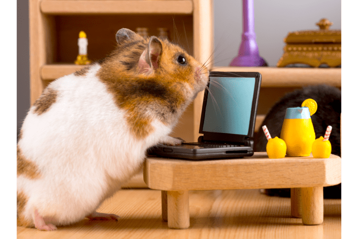 Best Hamster Names: Cute Ideas for Dwarf Hamsters and More - HubPages