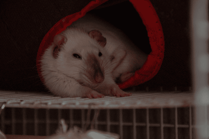 Rat Care for Beginners: How to Create the Perfect Rat Cage Setup ...