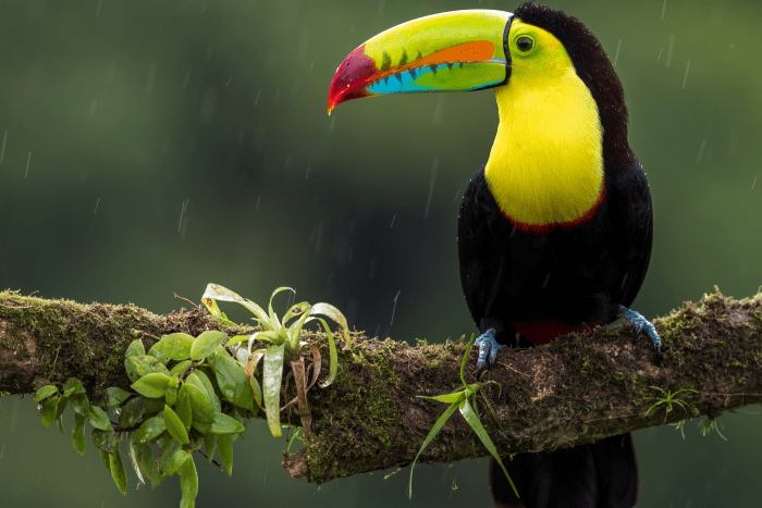 7 Cuddly and Affectionate Exotic Pets - HubPages