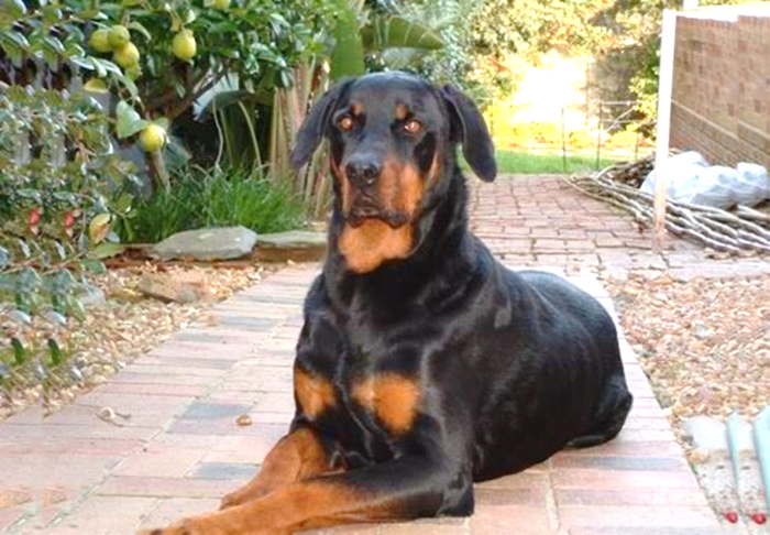 15 Most Popular Doberman Pinscher Mixes (With Pictures) - HubPages