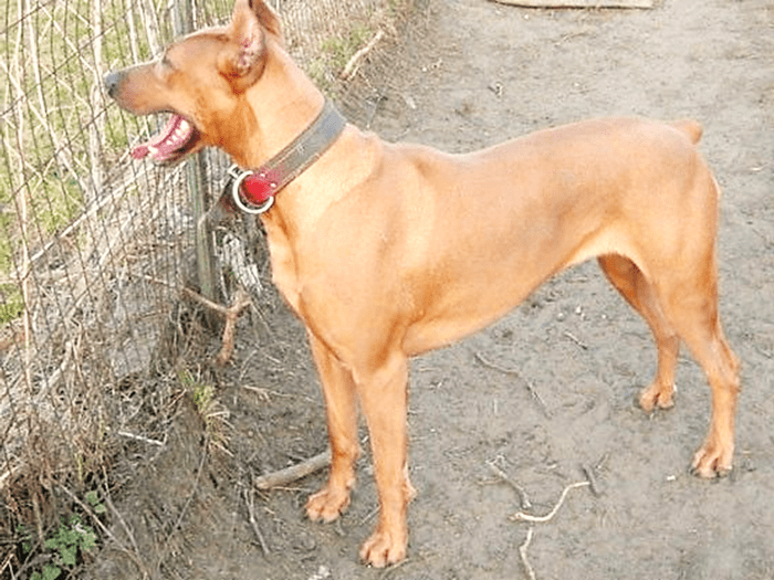 15 Most Popular Doberman Pinscher Mixes (With Pictures) - HubPages