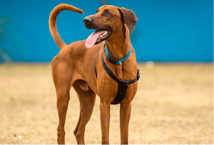 15 Most Popular Doberman Pinscher Mixes (With Pictures) - HubPages