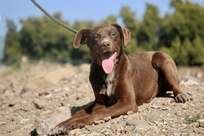 15 Most Popular Doberman Pinscher Mixes (With Pictures) - HubPages