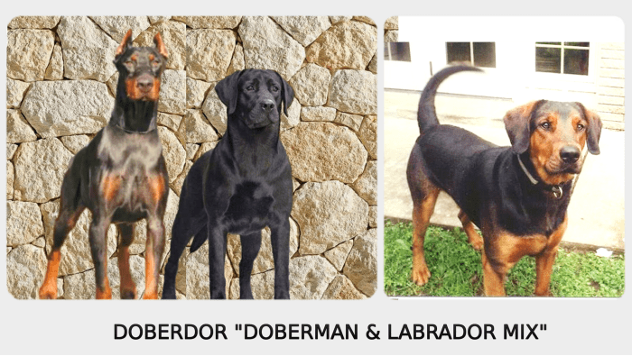 15 Most Popular Doberman Pinscher Mixes (With Pictures) - HubPages