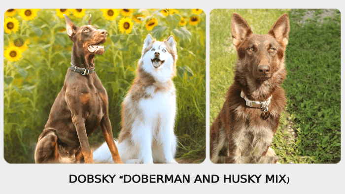 15 Most Popular Doberman Pinscher Mixes (With Pictures) - HubPages