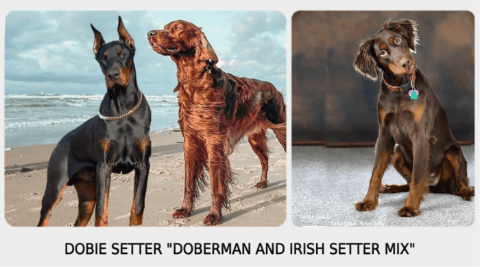 15 Most Popular Doberman Pinscher Mixes (With Pictures) - HubPages