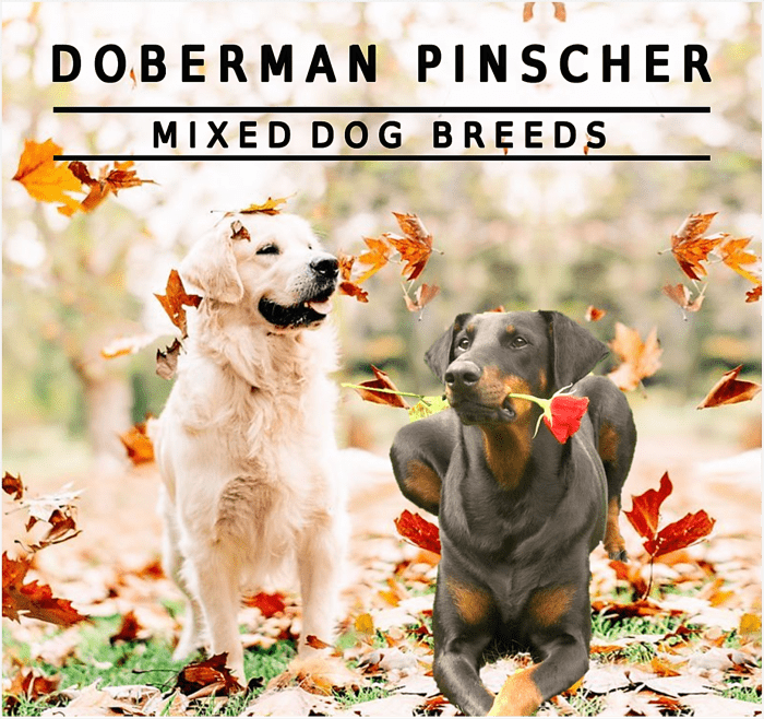 15 Most Popular Doberman Pinscher Mix Dogs - HubPages
