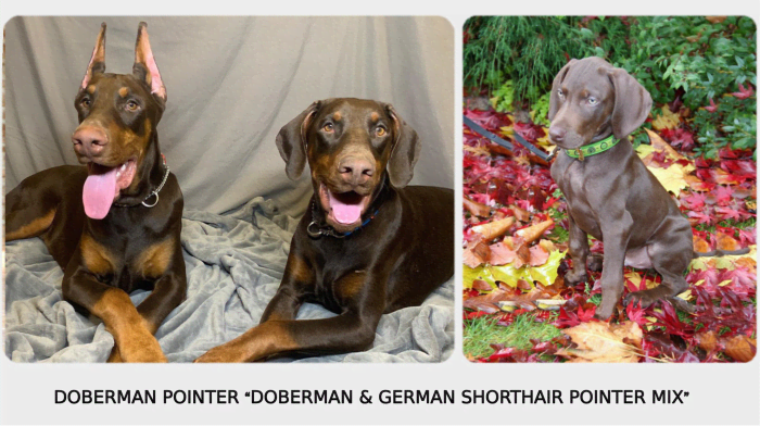 15 Most Popular Doberman Pinscher Mixes (With Pictures) - HubPages
