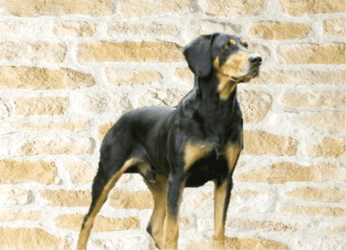 15 Most Popular Doberman Pinscher Mixes (With Pictures) - HubPages