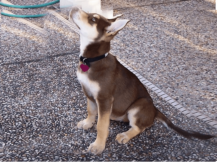 15 Most Popular Doberman Pinscher Mixes (With Pictures) - HubPages