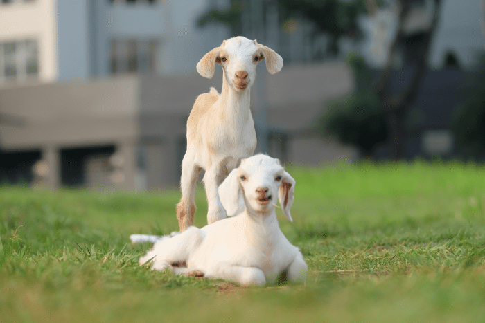 15 Best Goat Breeds for Meat - HubPages