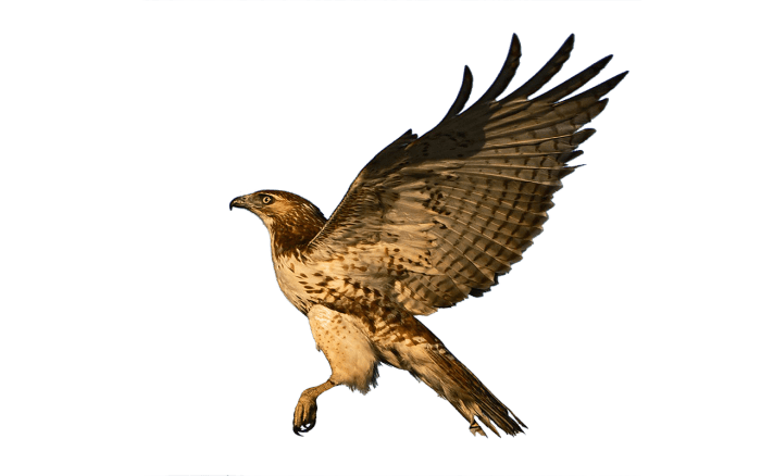 Names of Birds in Spanish - HubPages