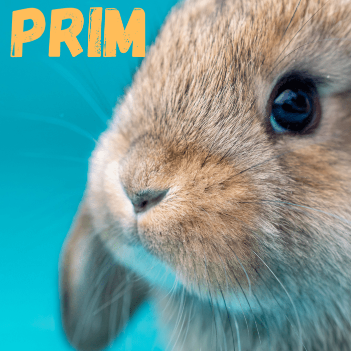 250+ Names for Rabbits - HubPages