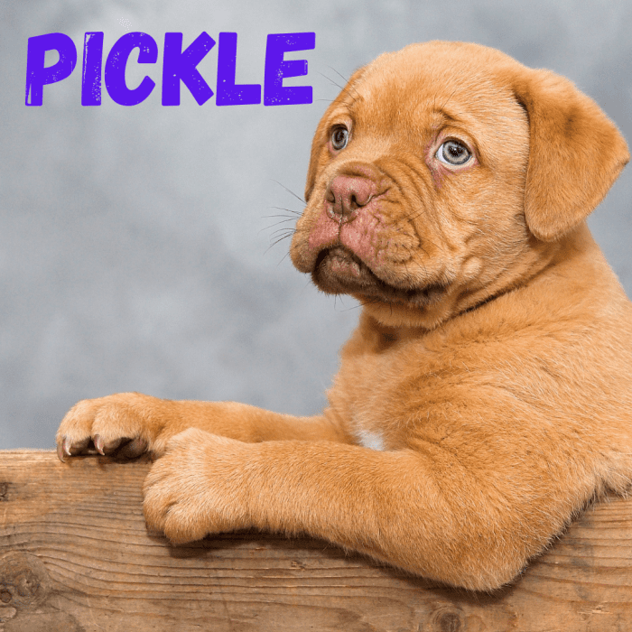 200+ Unique Girl Puppy Names With Meaning - HubPages