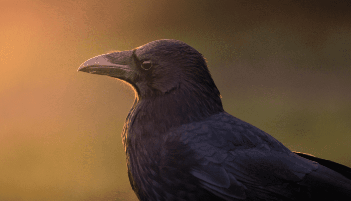 Can Crows Talk? And If So, What Are They Saying? - HubPages