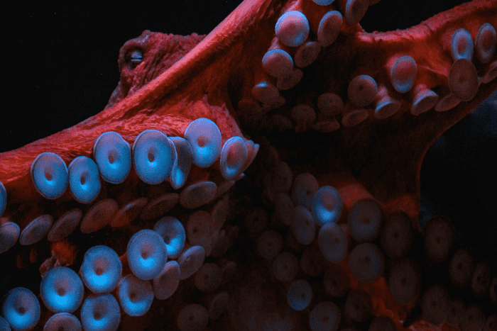 75+ Wonderful Octopus Names With Meanings - HubPages