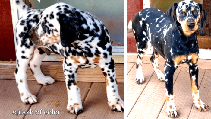 15 Unusual Looking Dogs With Rare Coats and Colors - HubPages