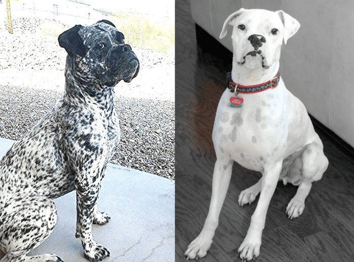 15 Unusual Looking Dogs With Rare Coats and Colors - HubPages